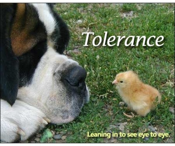 Value of the month- Tolerance – St Weonards Academy